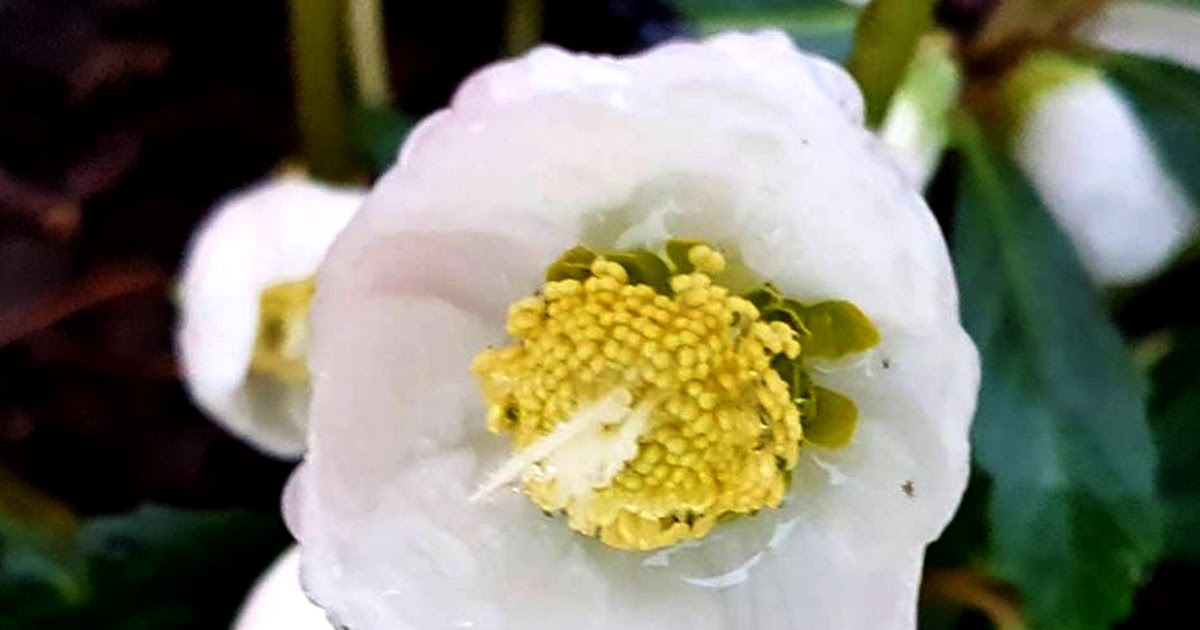 Femfemman: Mässling