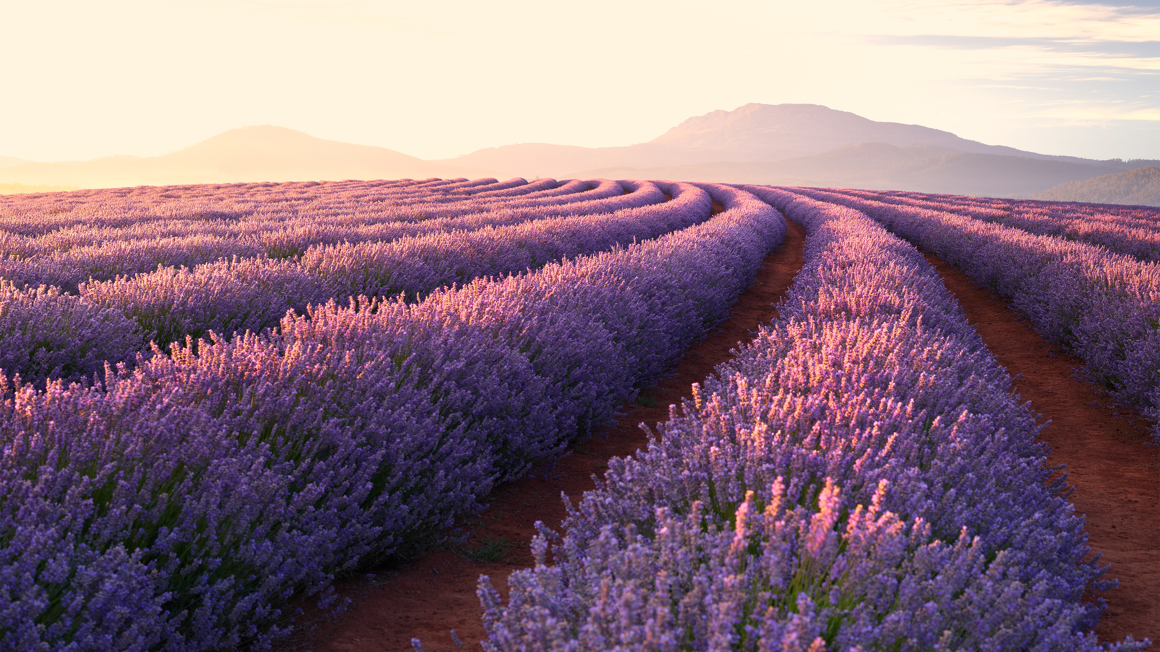 Flower, Lavender, Nature, Landscape, Sunrise, Scenery, 4K, #164 ...