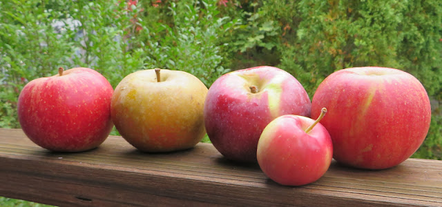 10 Years of Adam's Apples - Adam's Apples