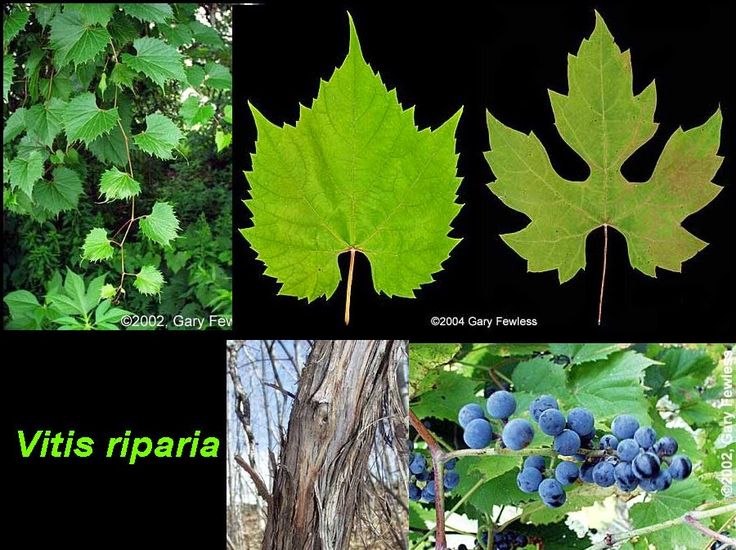 Flora de Puerto Rico Ilustrada Papo Vives: VITACEAE VITIS RIPARIA