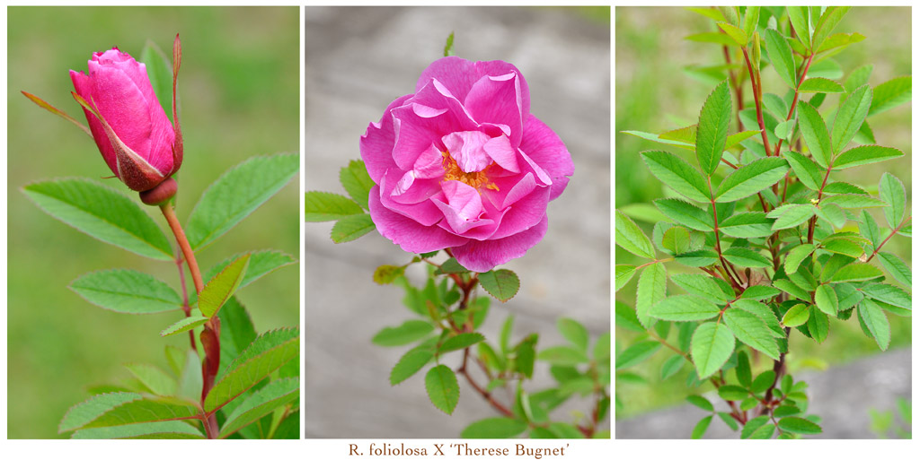 Paul Barden Roses: 165-09-03