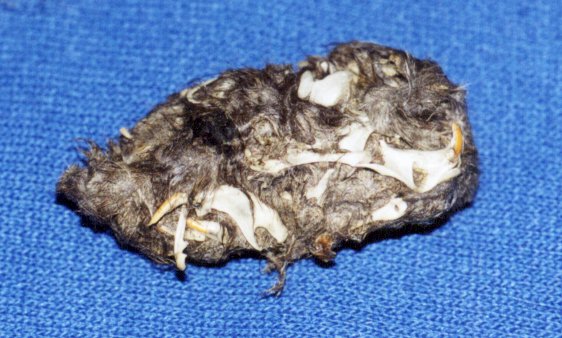 David Stillman: Owl Droppings. Fascinating!