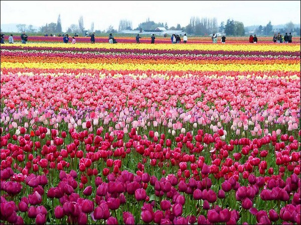 Gambar: Ladang Bunga Tulip di Belanda | Nur Ellena Helen Davice