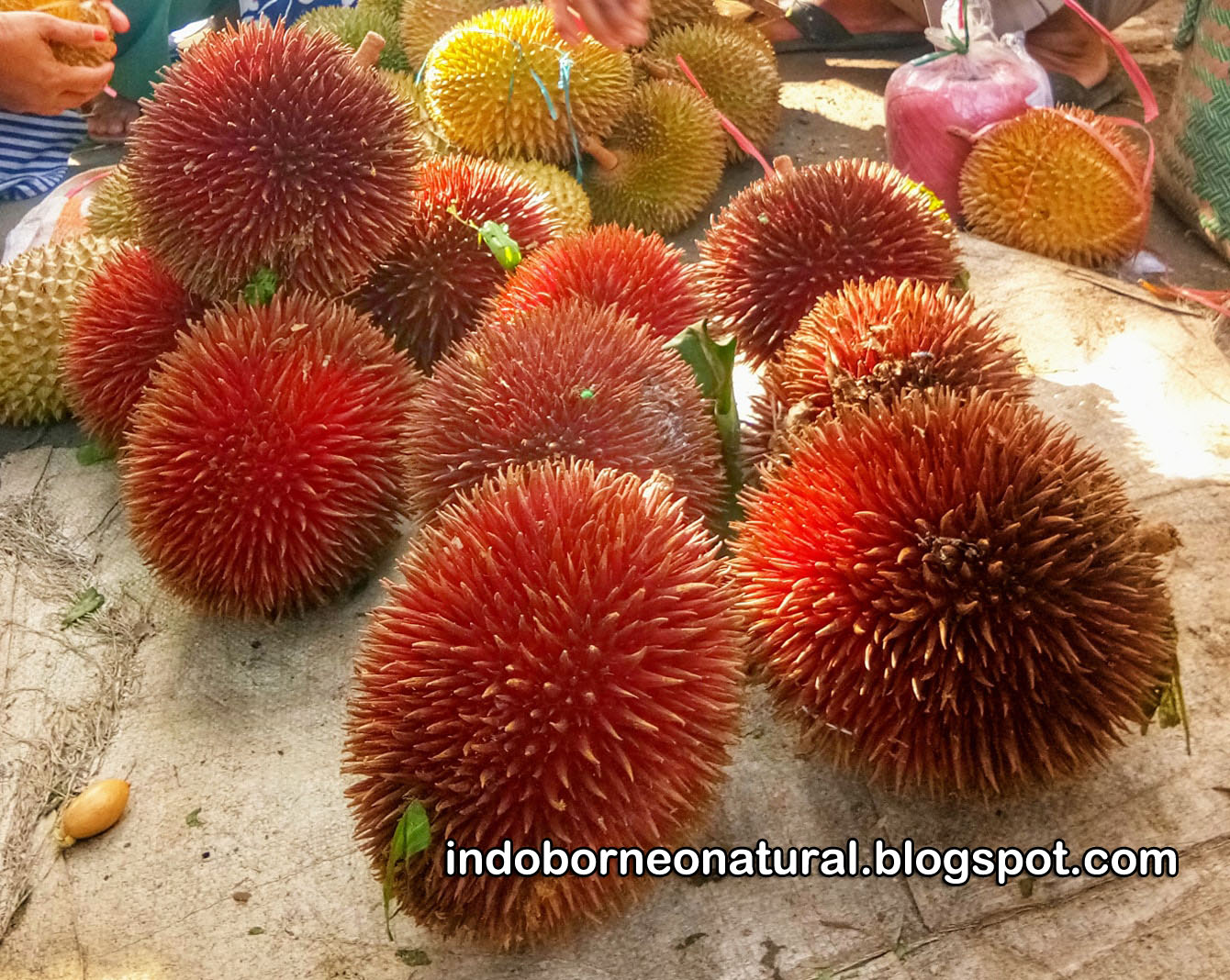 DURIAN LAHUNG-LAHONG (Durio dulcis) | SENI - BUDAYA INDONESIA