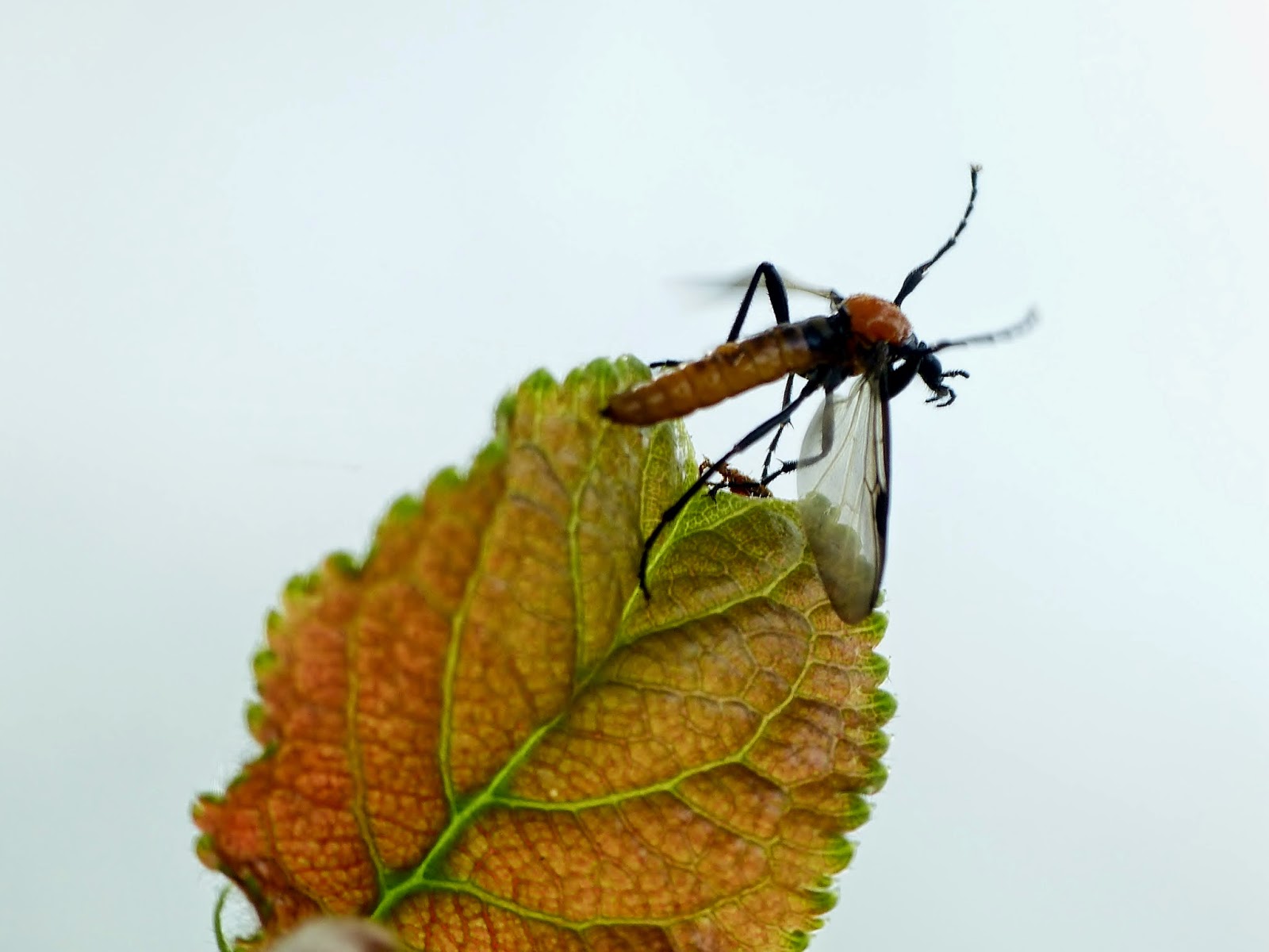Photos d'insectes: Les Diptères - Sous-ordre des Nématocères ...