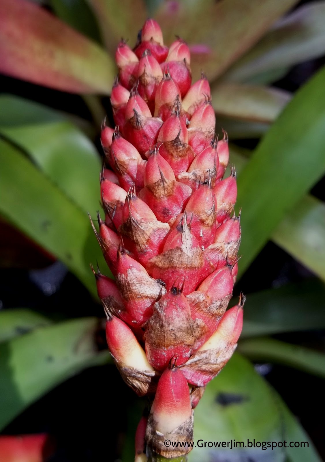 Garden Adventures: Aechmea comata
