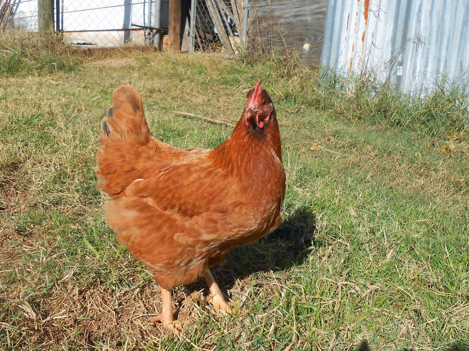 Windy Acres Diary: Chicken Pics