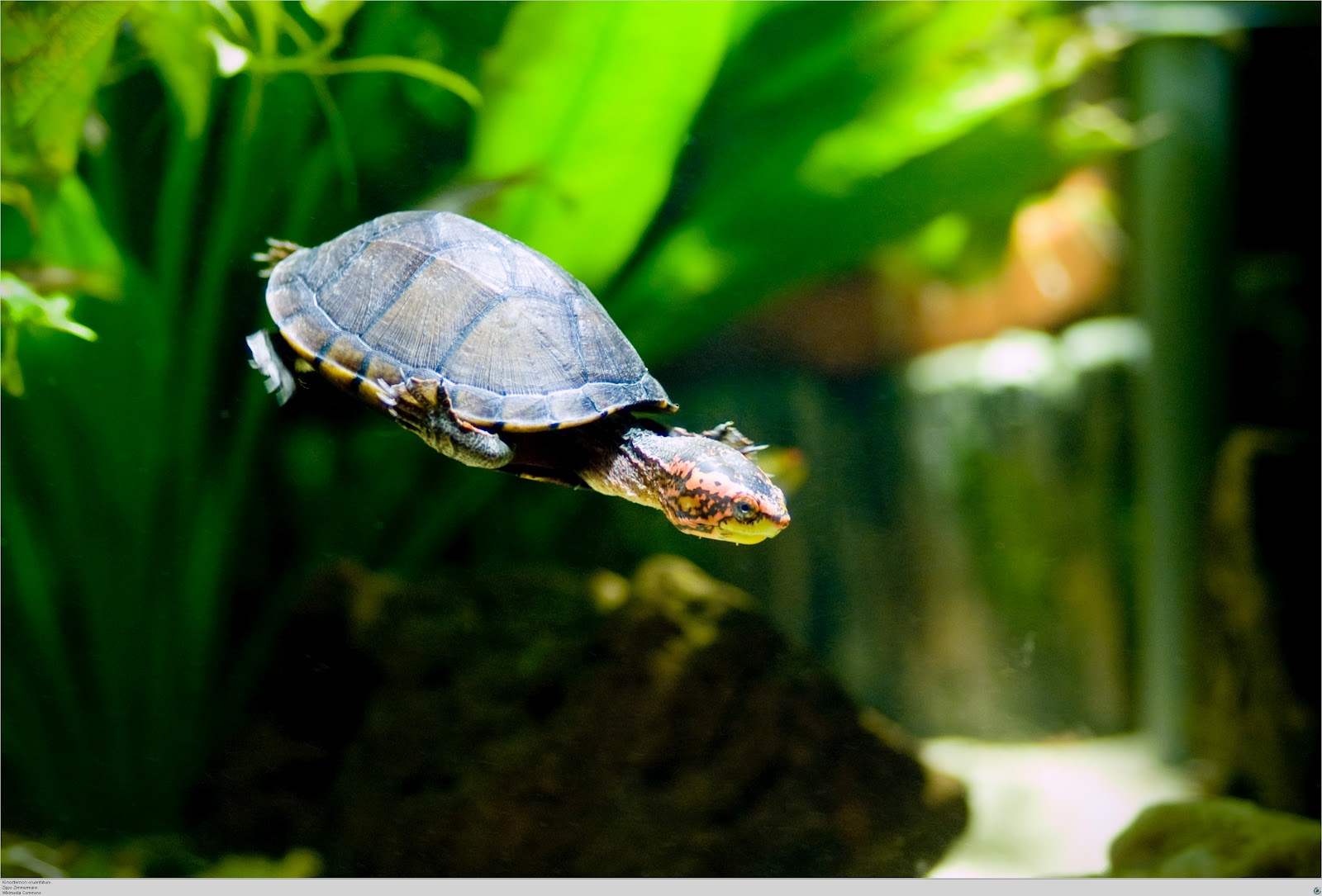 Tortuga Wall-e: Fotos de tortugas acuaticas