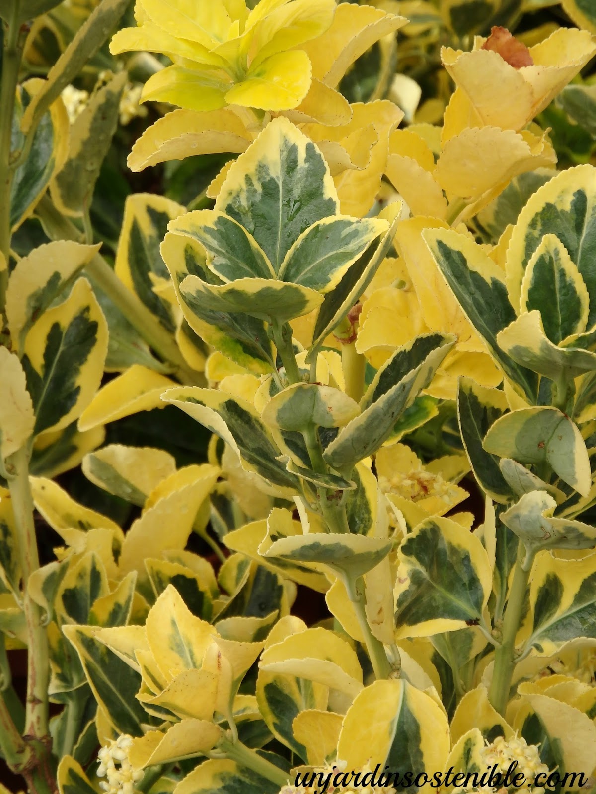 Euonymus japonicus (Evónimo, Evónimo del Japón etc.)