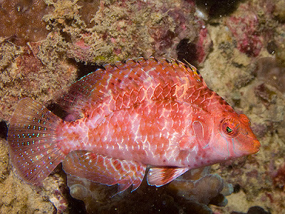 IKAN LAUT ASLI INDONESIA: Keling