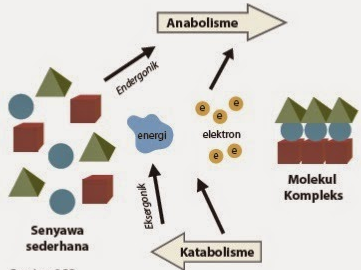 Metabolisme Organisme, Katabolisme, Anabolisme, Siklus Krebs ...