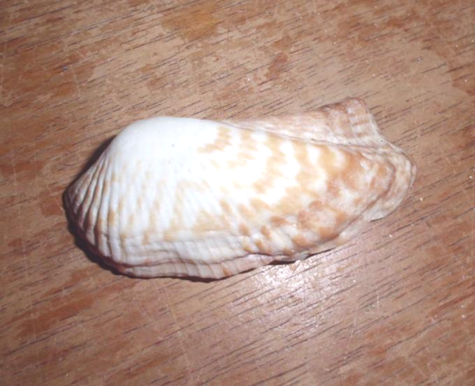 Museo Digital Iturricense de Historia Natural y Etnográfica de ...