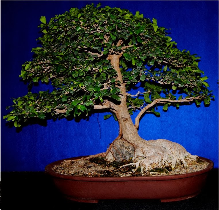 LENNARD'S BONSAI BEGINNINGS.: Defining the natural form and natural ...