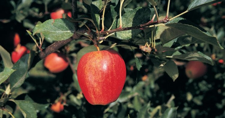 ADAM AND EVE DID NOT EAT THE APPLE