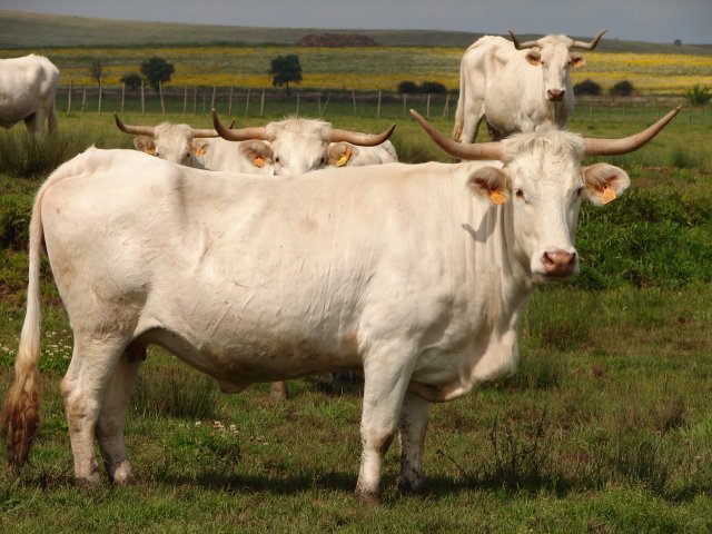 Vacas todas razas - Imagui