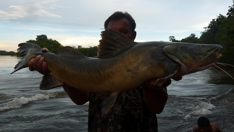 VENEZUELA FISHING: EXPEDITION CAURA RIVER/FOTOGALERIA