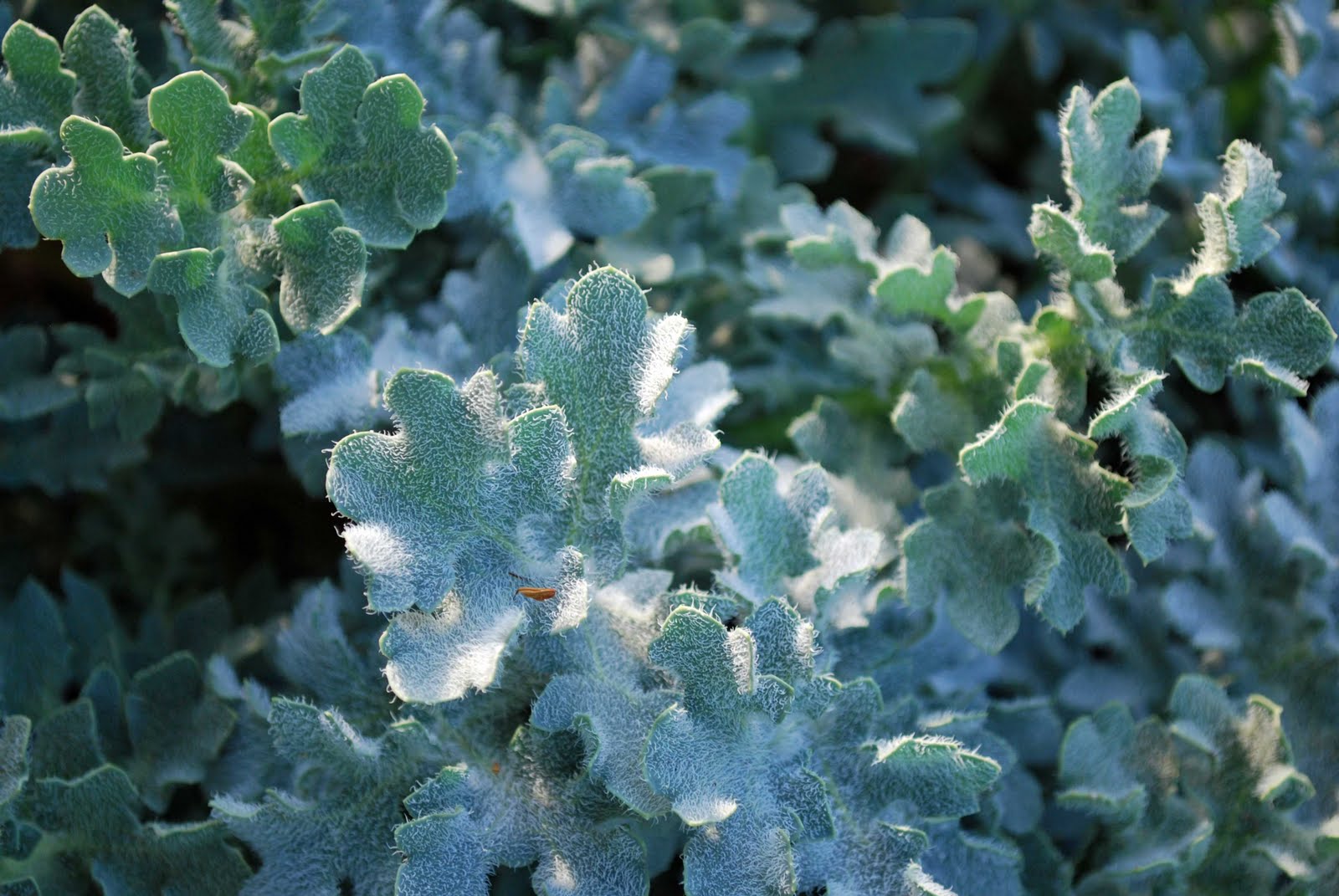 the art garden: The Most Provocative Plant...