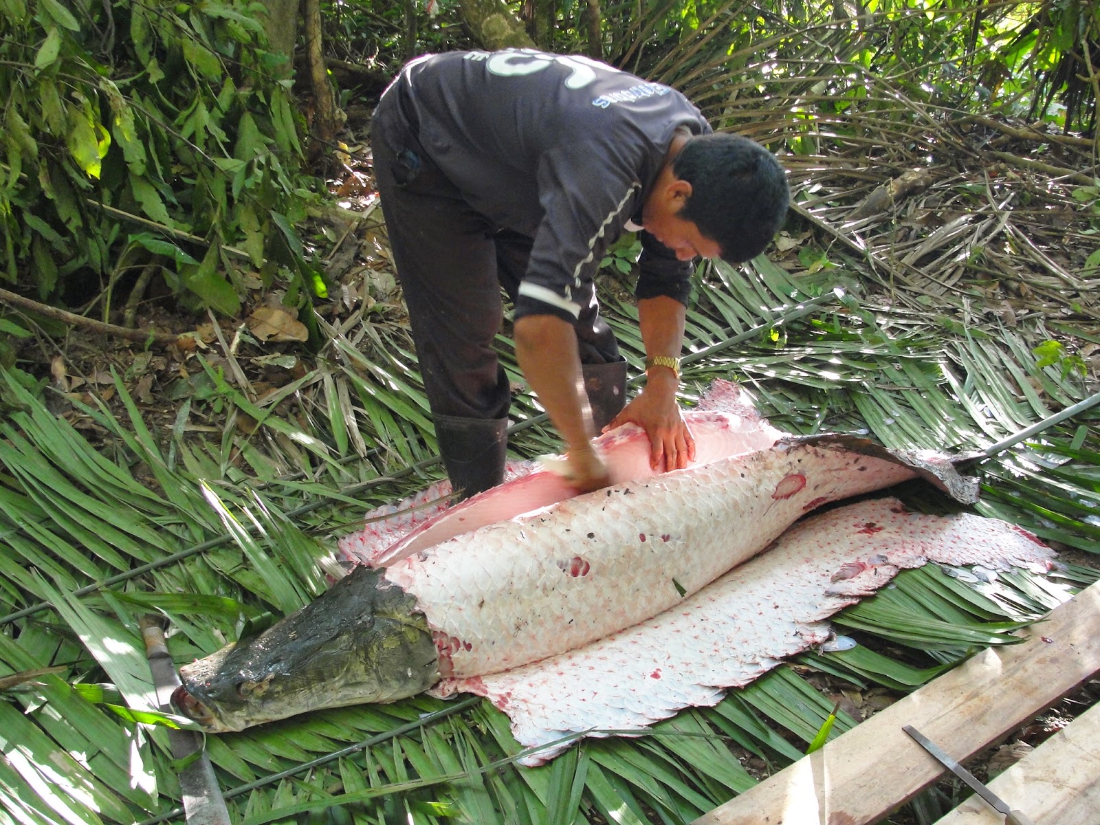 Manejo do Pirarucu - Site Cultural de Feijó