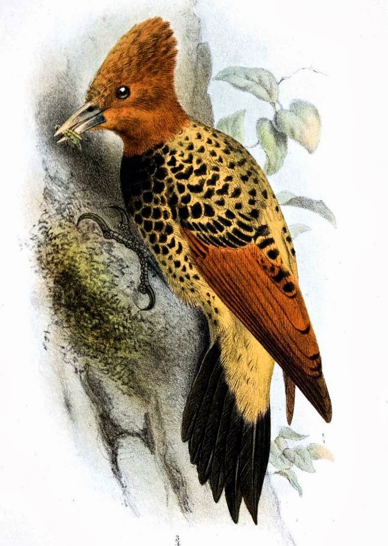 Tierra de tucanes y pájaros carpinteros: Carpintero cabeza rufa (Celeus ...