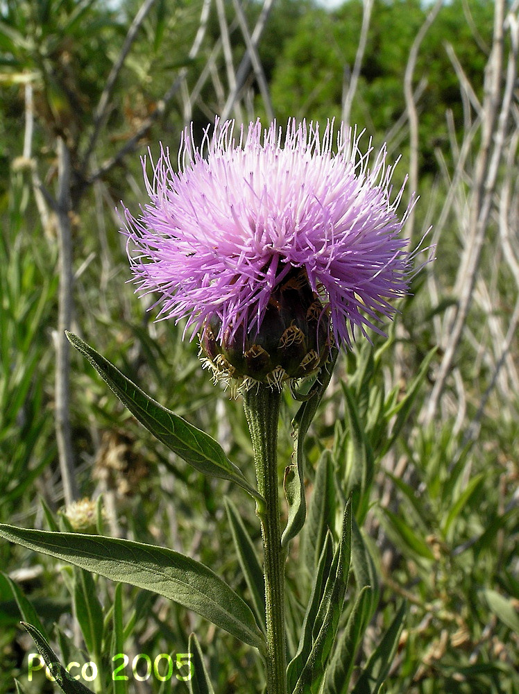 Florula gaditana: Cheirolophus sempervirens