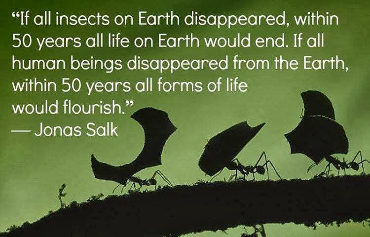 The Quote Hound: "If all insects on Earth disappeared, within 50 years ...