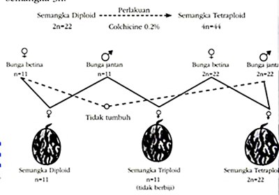 Tahapan Dasar Persilangan Semangka Non-Biji (Seedless ...