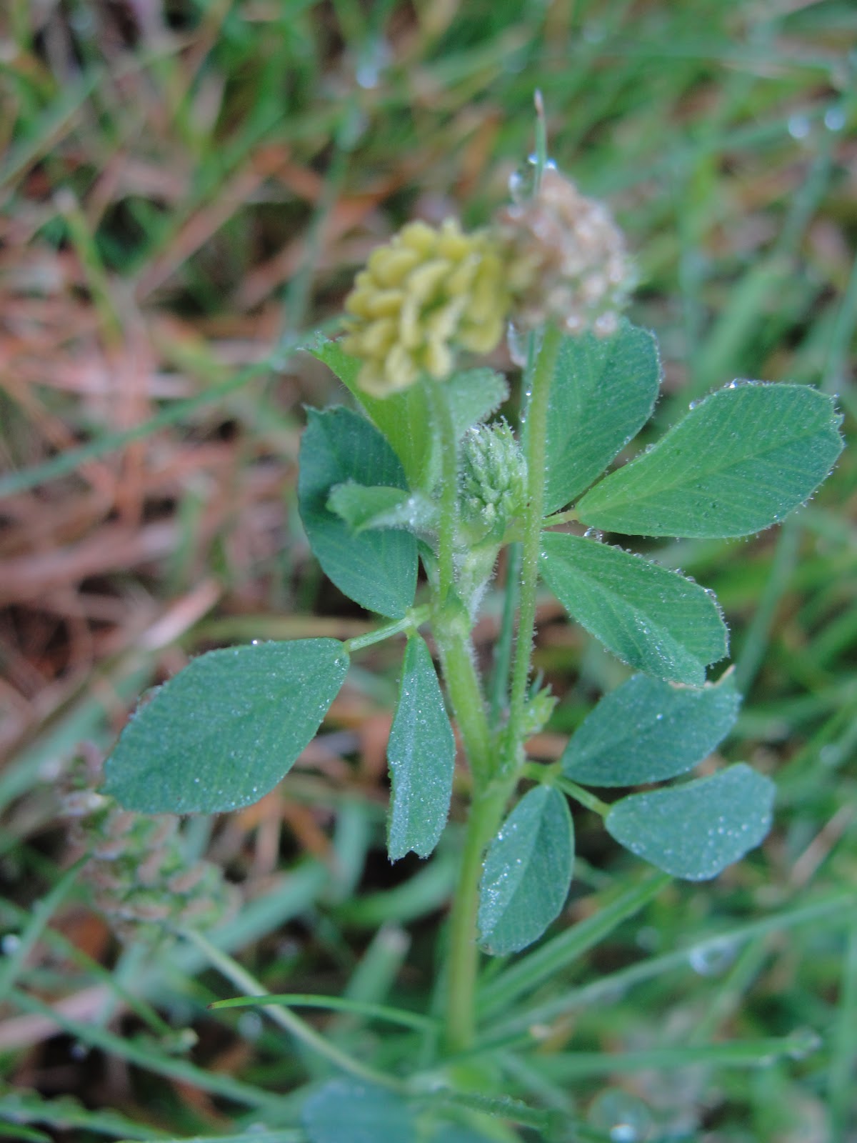 Ohio Field Guide: Black Medic and Hop Clover