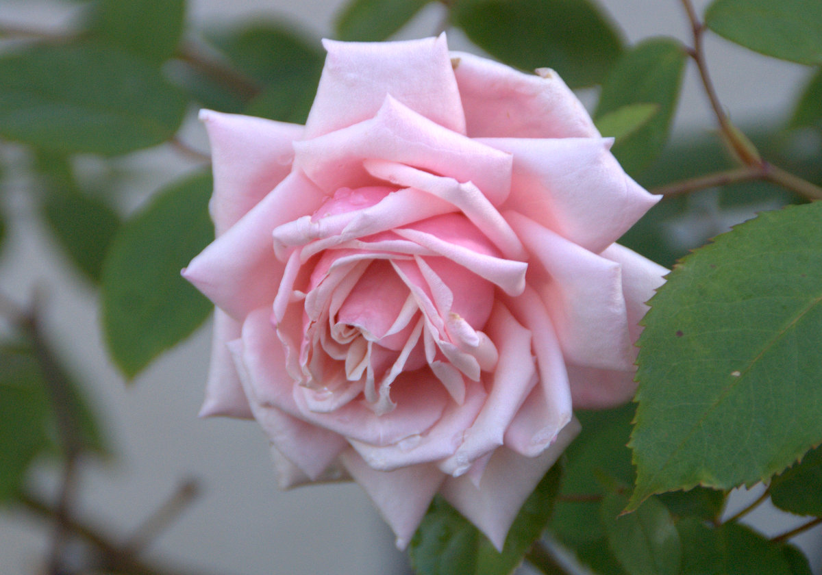 Organic Garden Dreams: May Roses