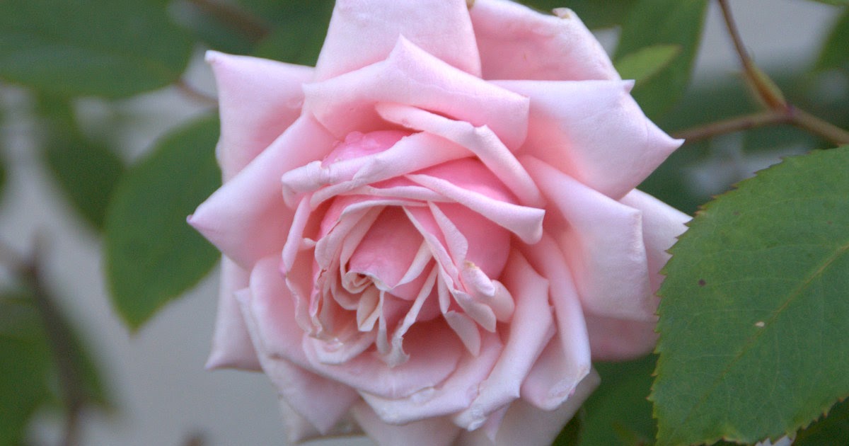 Organic Garden Dreams: May Roses