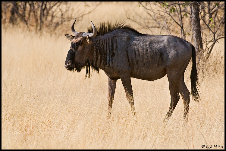 Animals pictures: wild beast