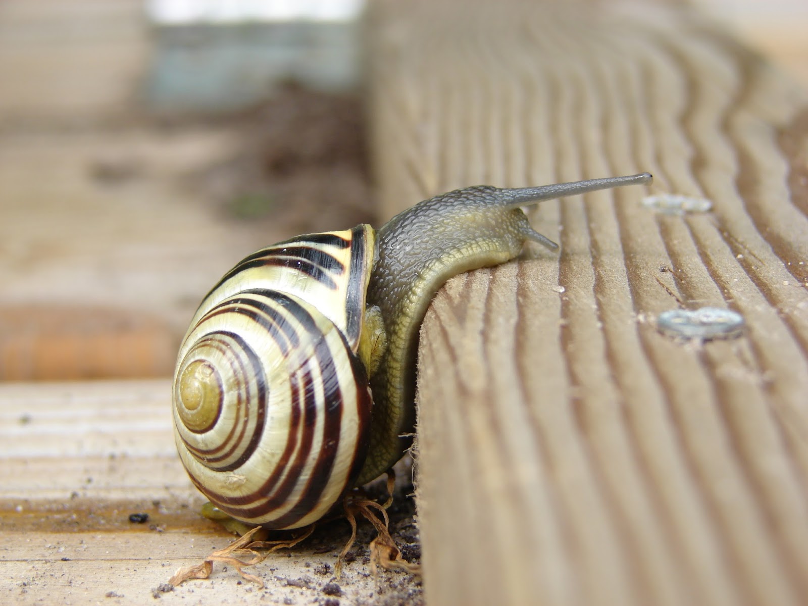 Het kleine avontuur: slak