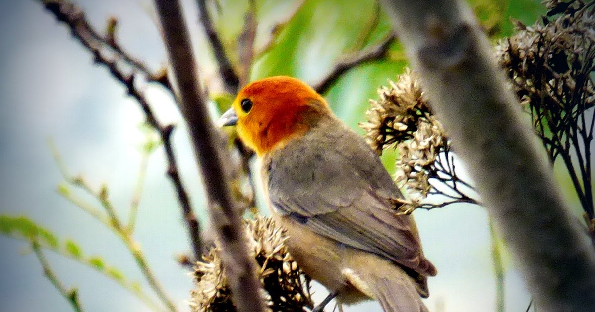 Aves del NOA y algo mas..: Tangará Gris (Thlypopsis sordida)