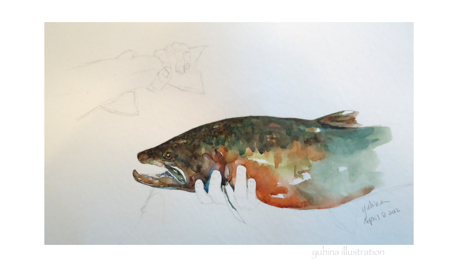 YUHINA ILLUSTRATION: bull trout sketch (gone)