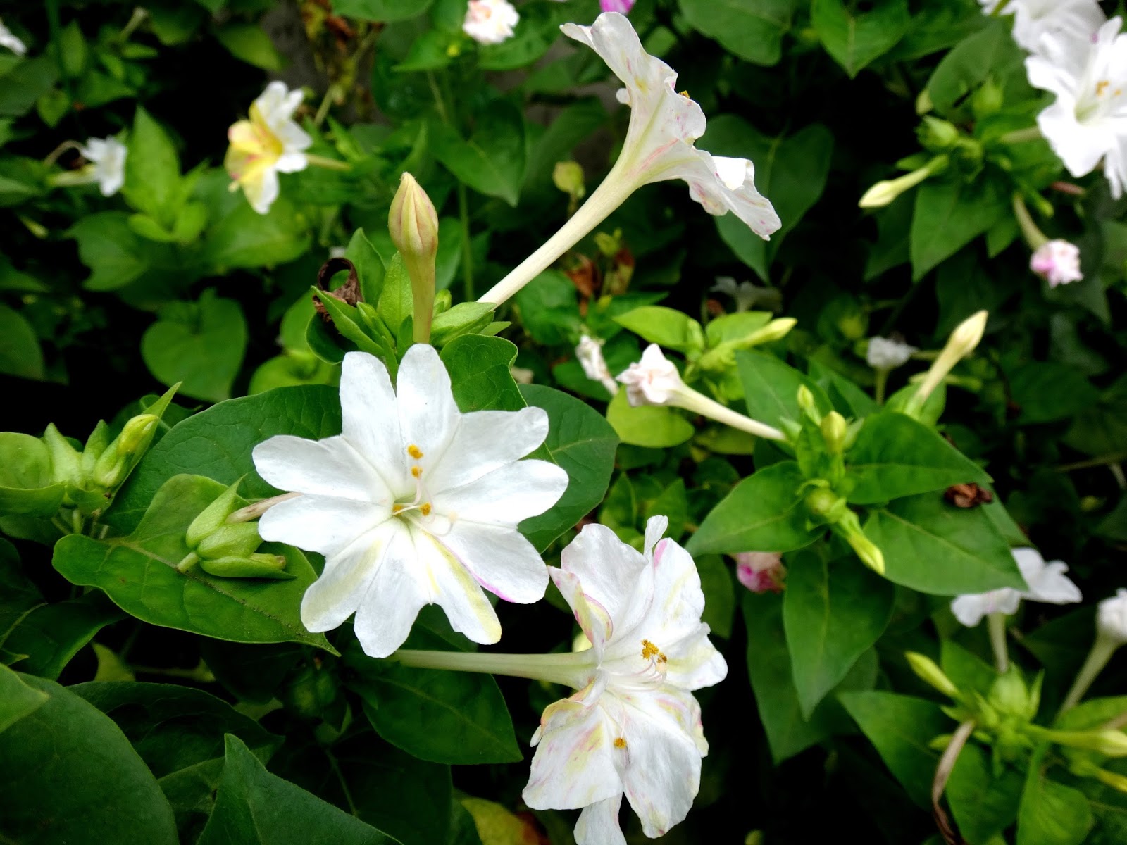 Uma flor por dia: Maravilha