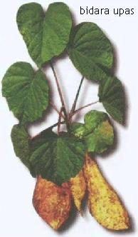 Traditional Indonesia Medicine: Medicinal plants Bidara Upas (Merremia ...