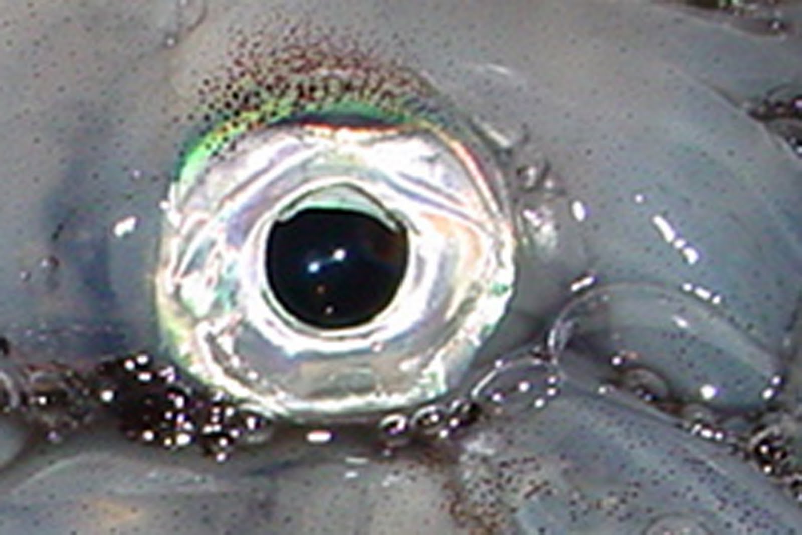 Pescando en la Bahía de Palma: la mirada del Calamar