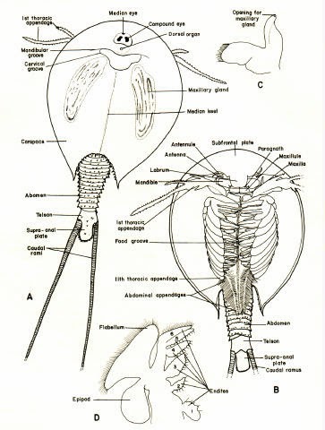 Triops, The 350 Million Years Old Species - For Fum And Interesting ...