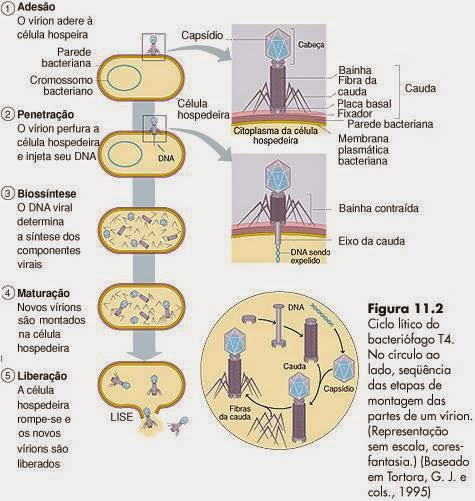 BioDNA: Reino Virota (Vírus)