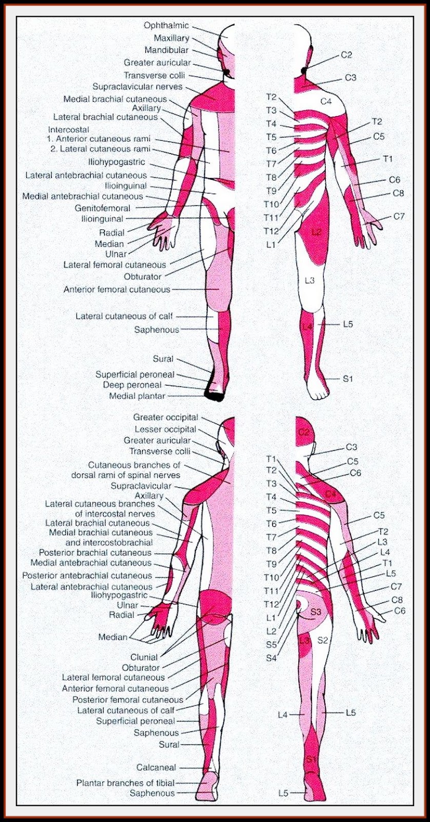 truthlady3: Dermatomes Dermal Segmentation
