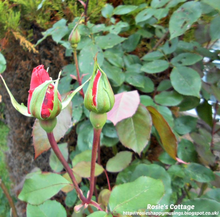 Rosie's Cottage: Autumn Smiles In The Garden