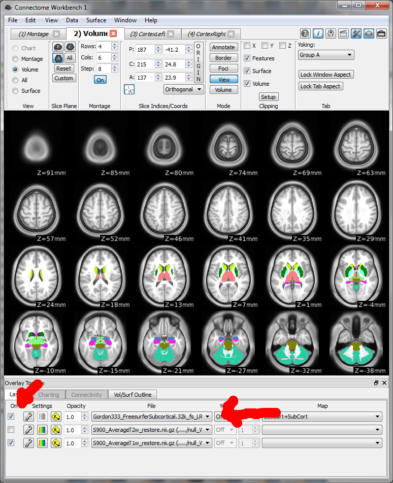MVPA Meanderings: Getting started with Connectome Workbench 1.2.3