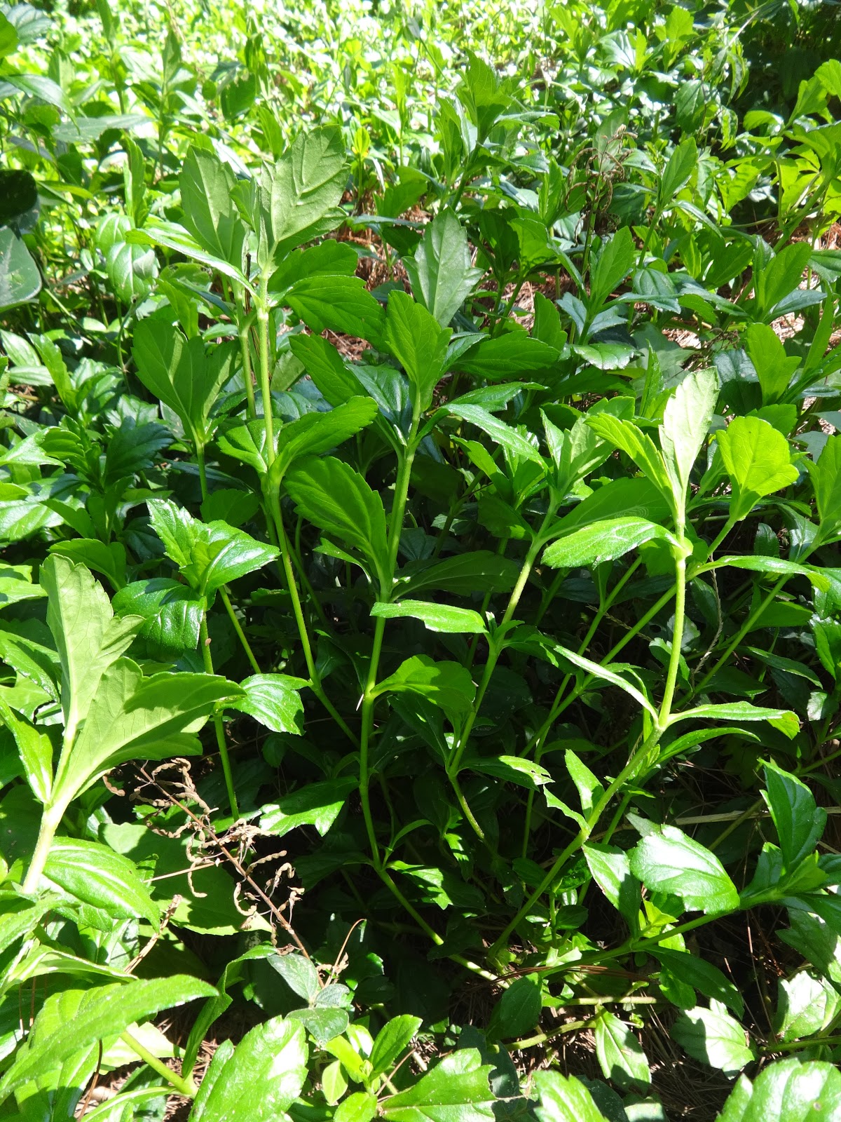 Herbs from Distant Lands: Wedelia - Wedelia chinensis - trilobata ...