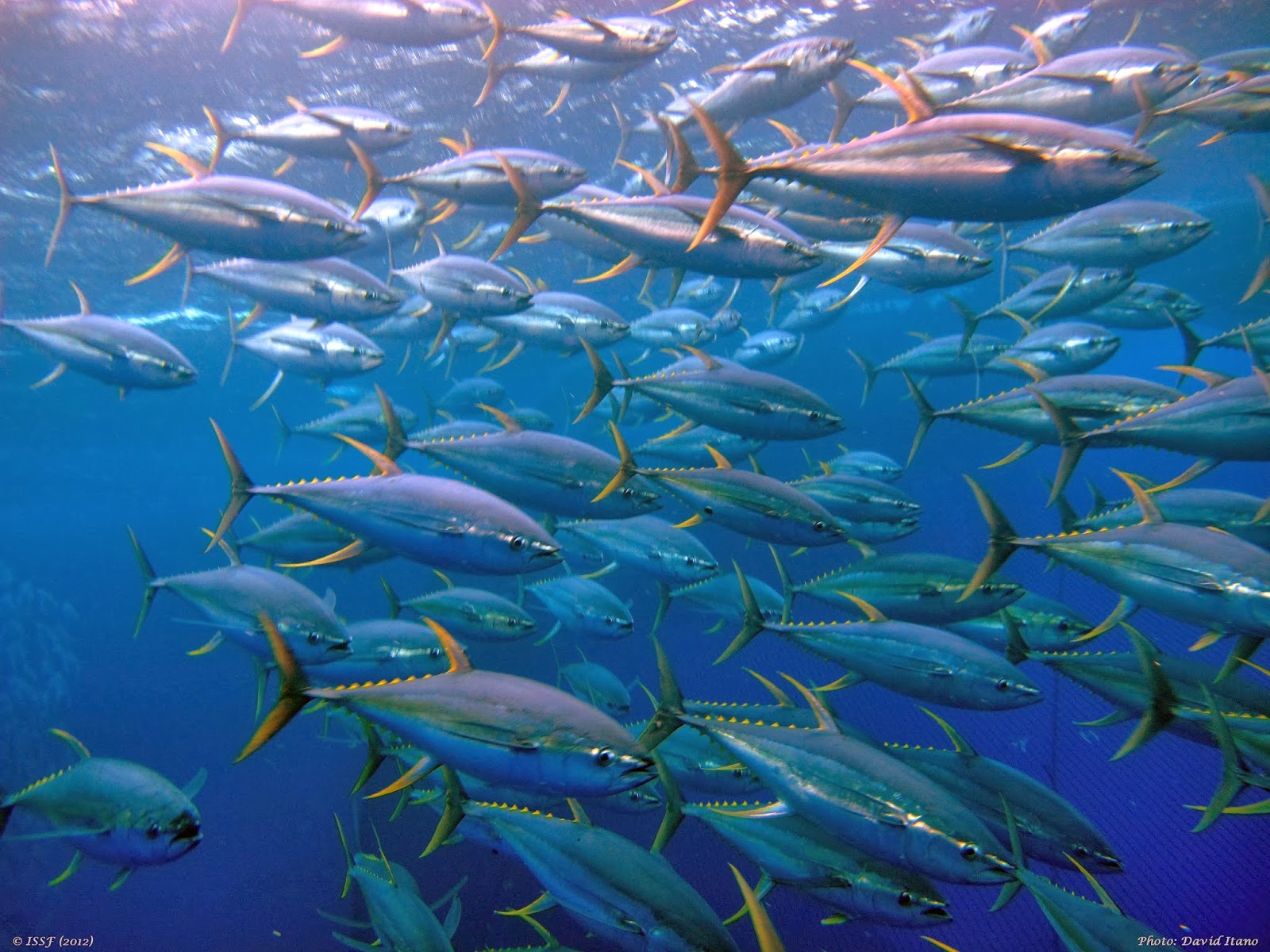 PNG Fishing Days Reach USD 12,000 In Public Tender