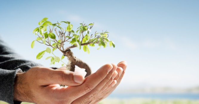 Estudo de caso: a plantinha que renasceu para a vida eterna.