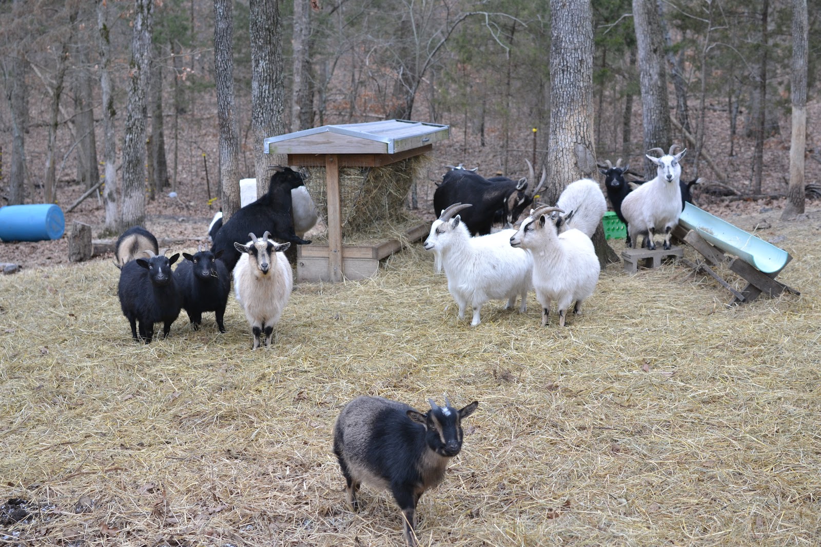 Our Neck of the Woods: Digging In: Visiting A Goat Farm