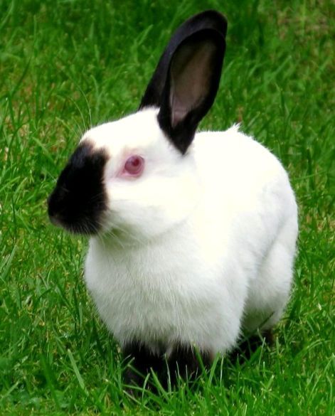 Memelihara Kelinci: Jenis - Jenis Kelinci