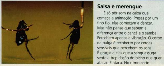 PUBLICADOS BRASIL: O Circo das Pulgas - Inseto