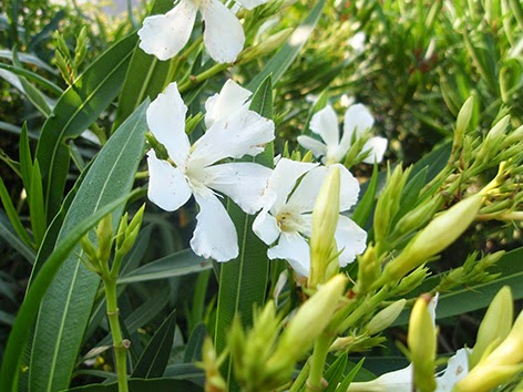 LAS ADELFAS (Nerium oleander)