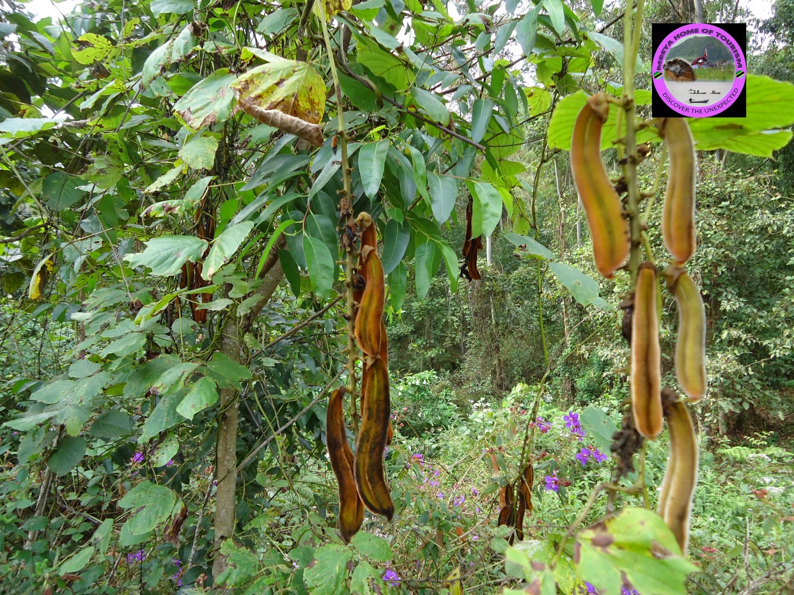 Mbeya home of tourism: UFAHAMU MMEA UJULIKANAO KAMA UPUPU