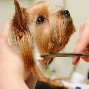 The most charming dogs in the world!: Grooming!